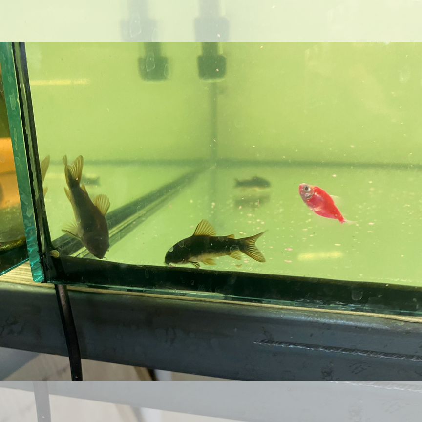 Коридорас блэк венесуэлла