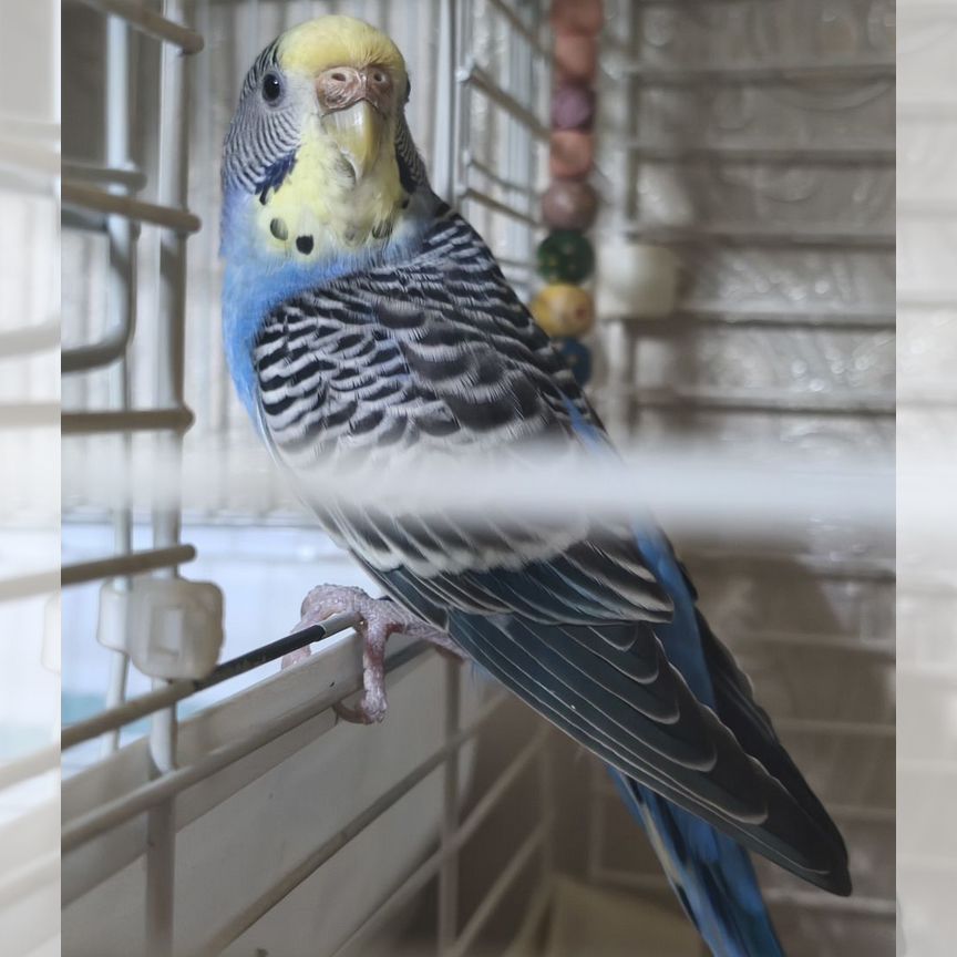 Волнистый попугай самка 1 год