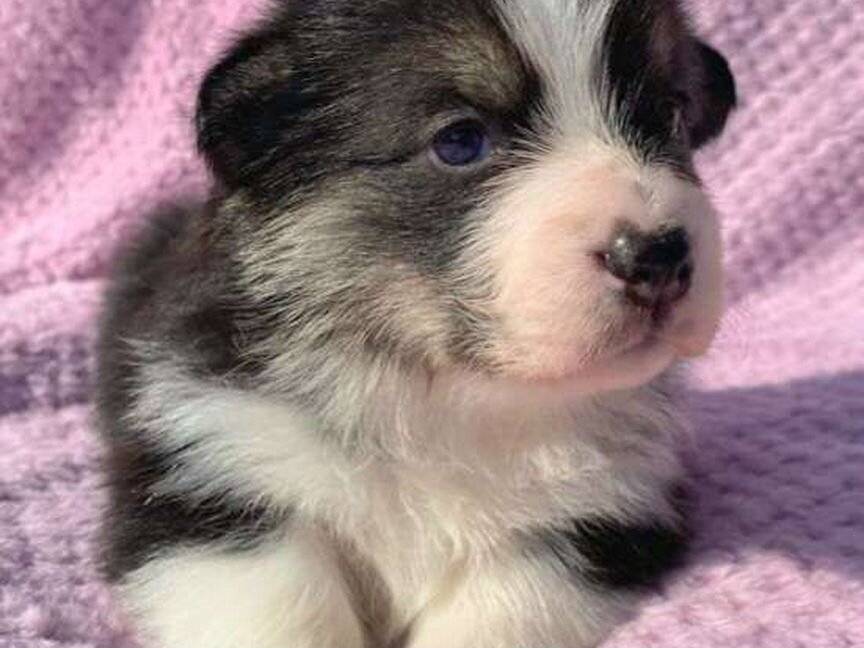 Мальчуган вельш корги пемброк