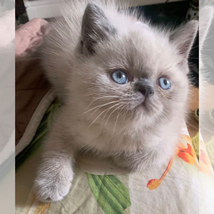 Экзотический короткошёрстный котёнок