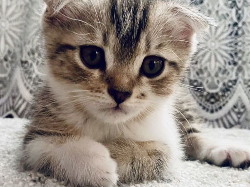 Кошки шотландцы