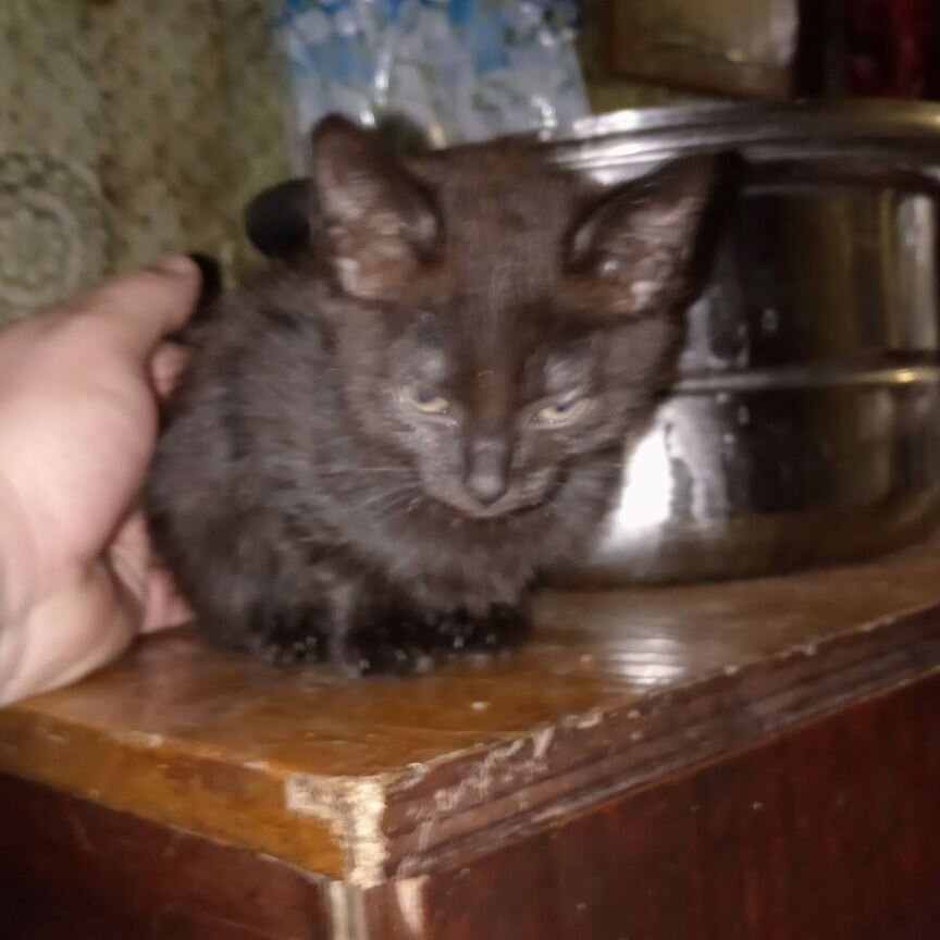 Отдам кошечку в шорошие руки