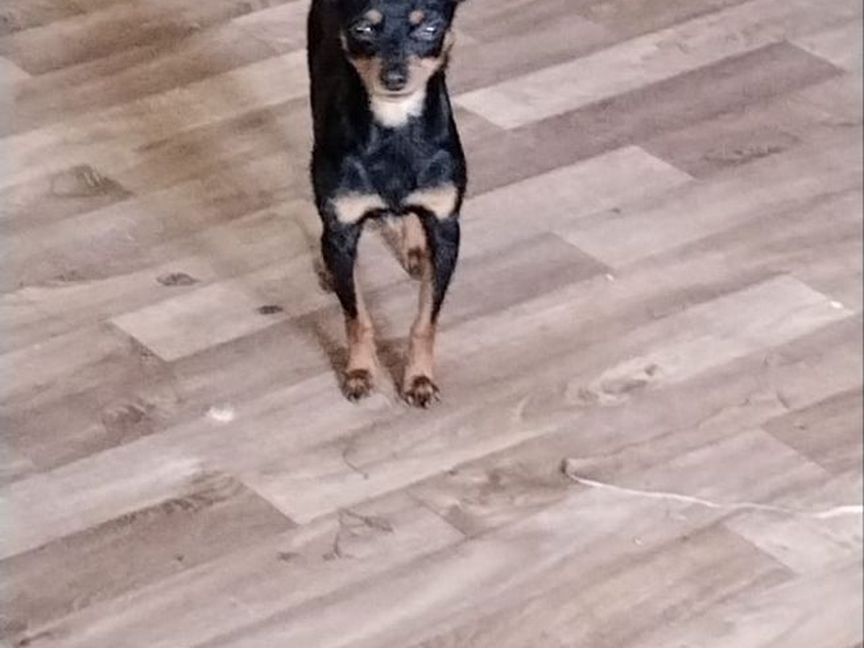 Мини той-терьер вязка