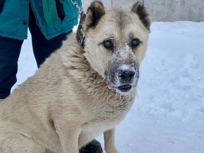 Спасите алабая Гошу
