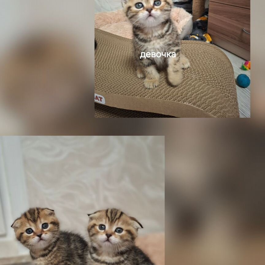 Шотландский вислоухий короткошёрстный котёнок