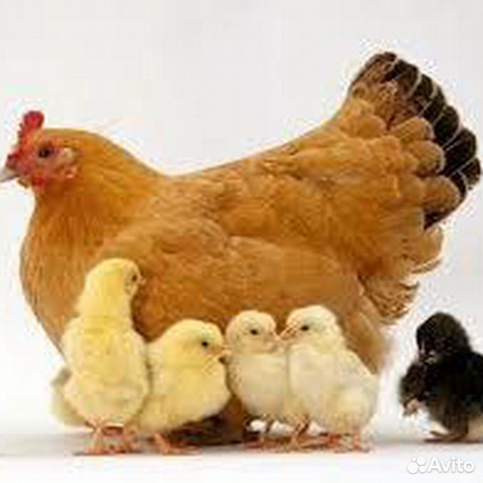 Клушка с цыплятами