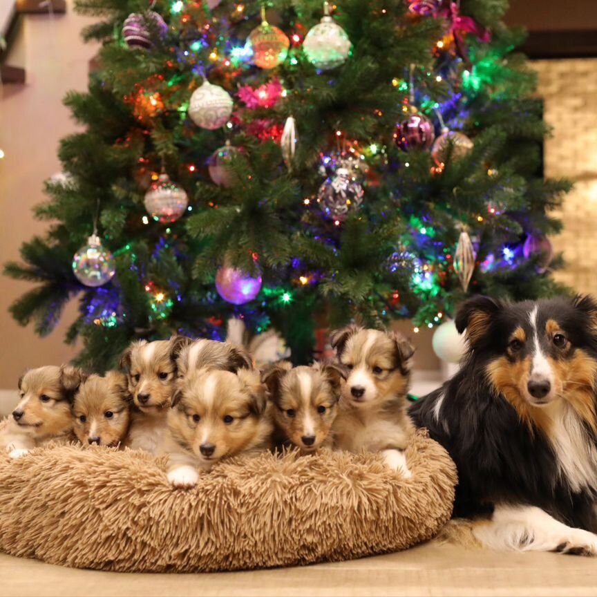 Новогодние щенки шелти