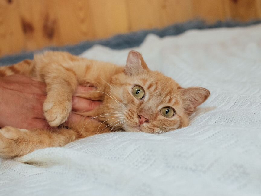 Рыжий кот Веня в приюте, ищет дом