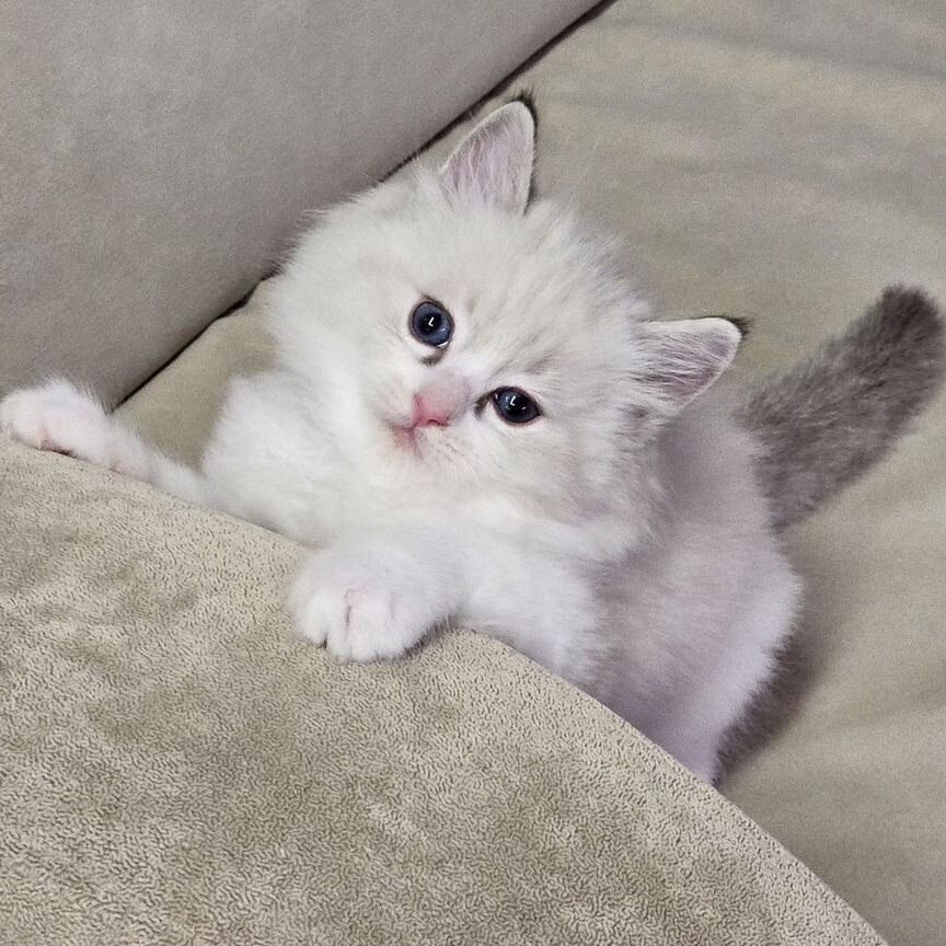Рэгдолл котёнок