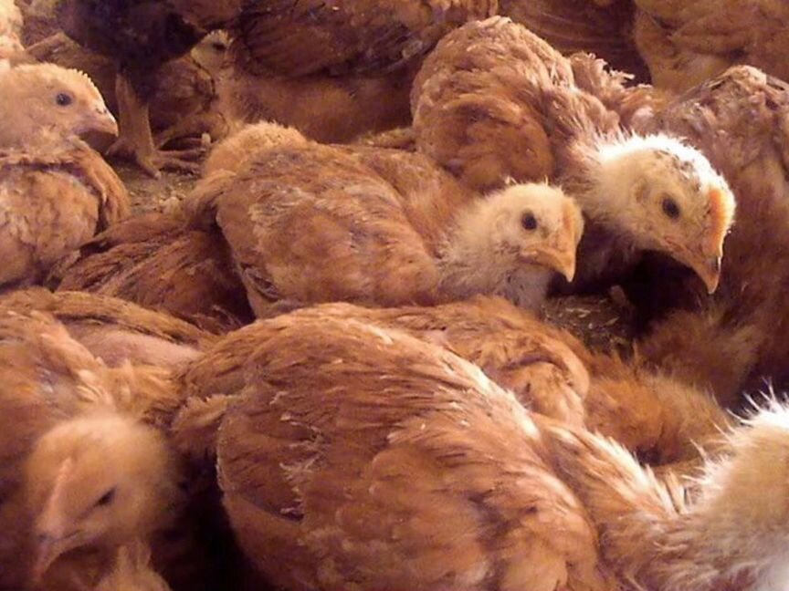 Инкубационное яйцо Редбро Венгрия