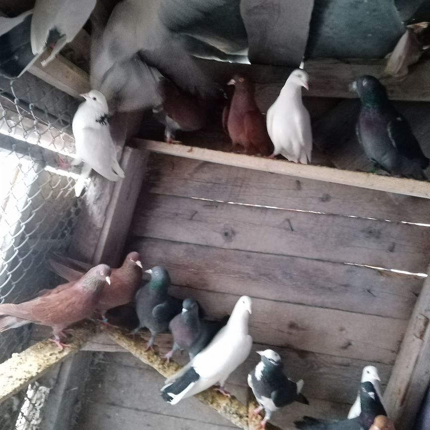 Продам бакинский голубей