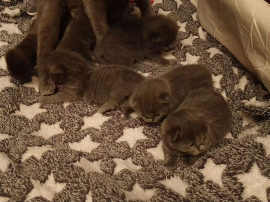 Британские котята в дар