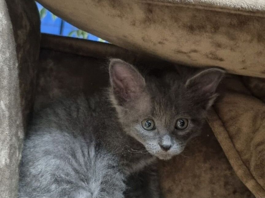 Котёнок в добрые руки