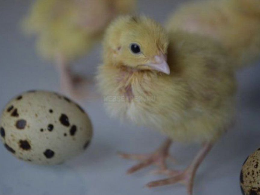 Перепелки суточные, вылуп 1-го июля