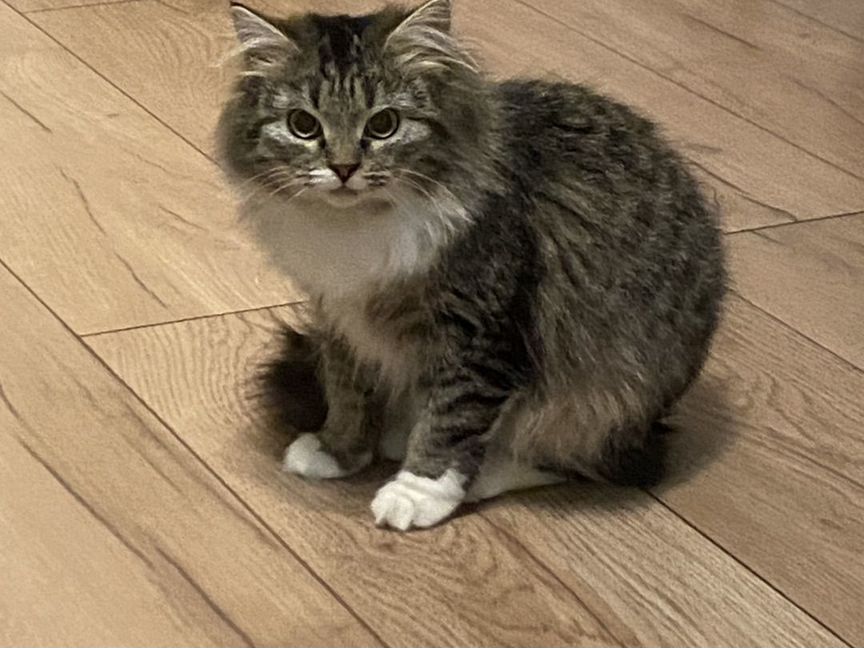 Котенок ищет дом