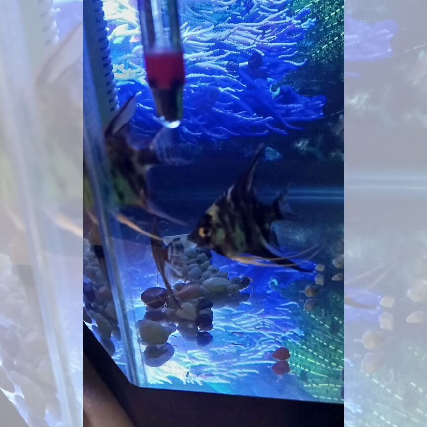 Аквариумные рыбки склярии