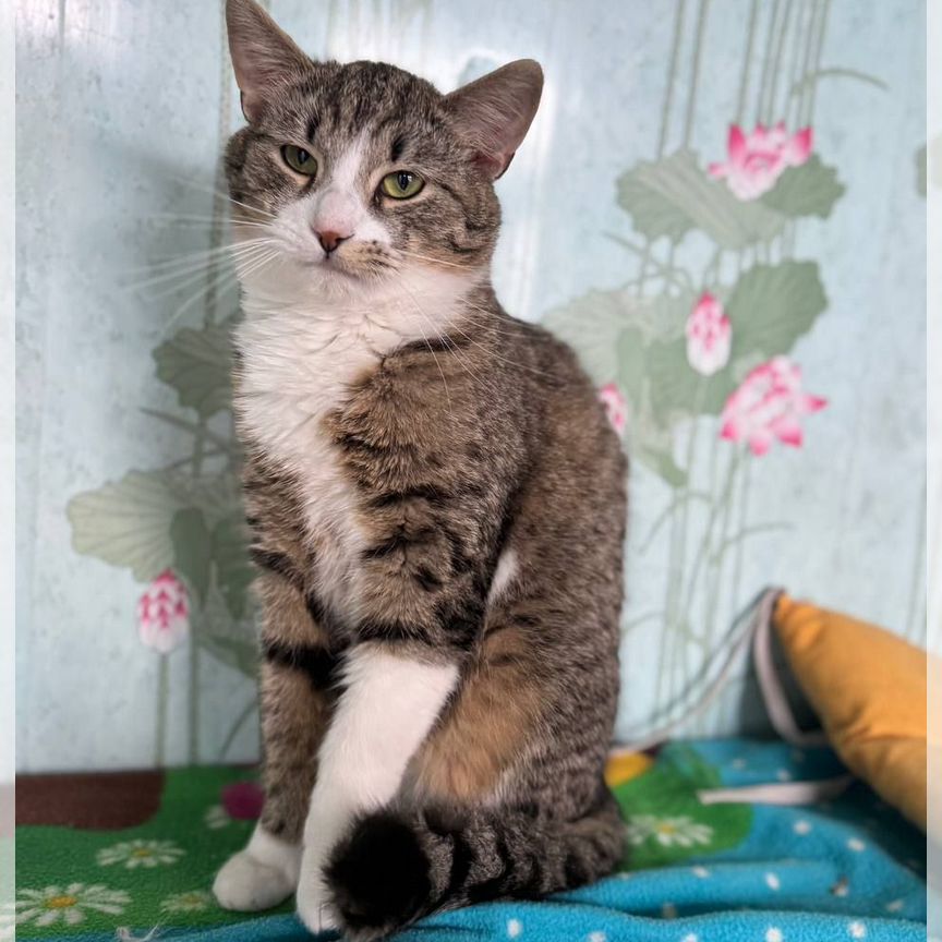 Кот в добрые руки