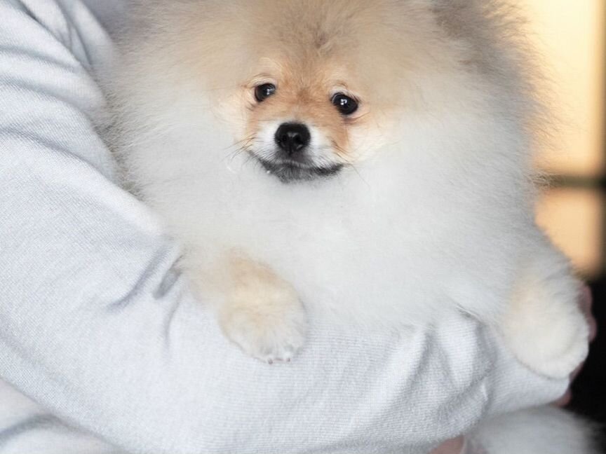 Мальчишка померанец