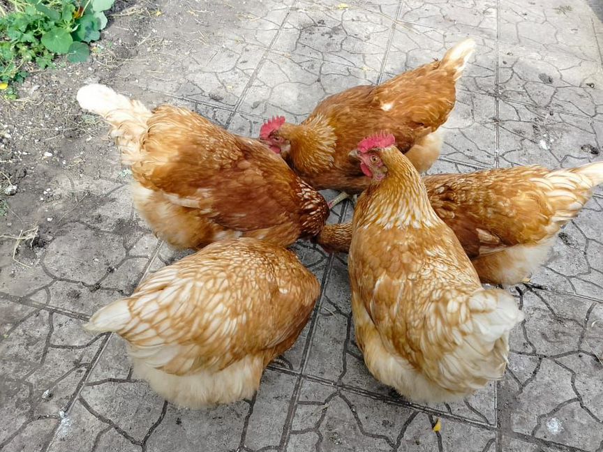 Курицы несушки