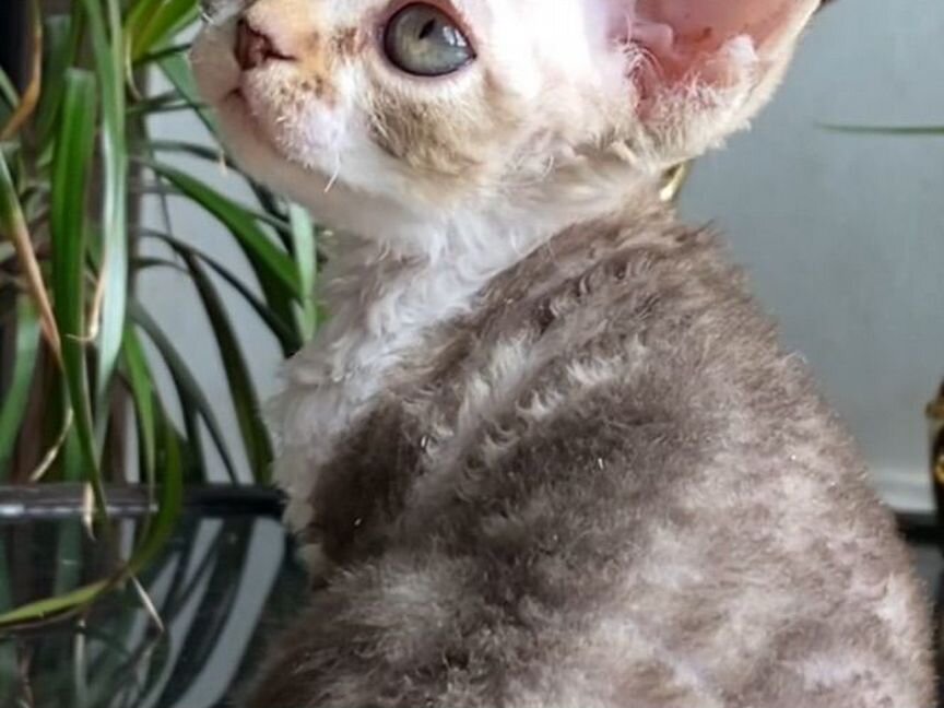 Шоколадный мрамор, мальчик