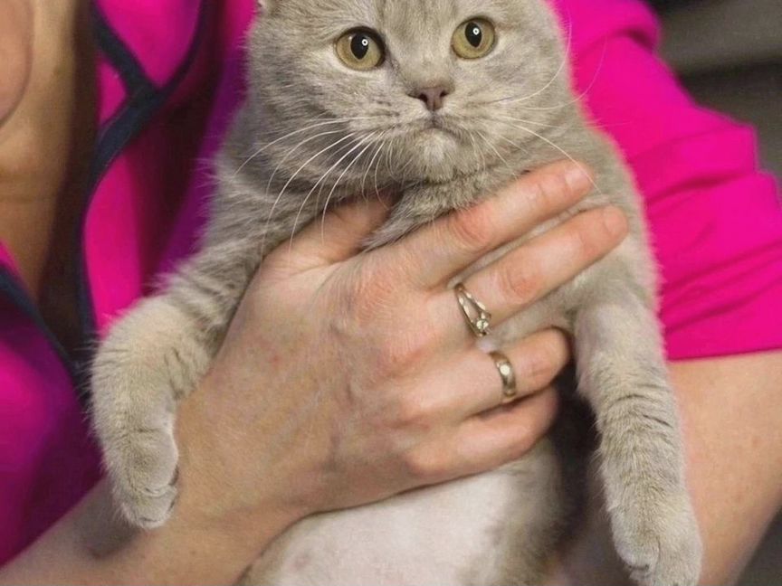 Кошечка Изабелла, 1г, стерилизована, лоток 5+