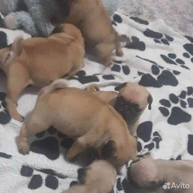 Мопсяши