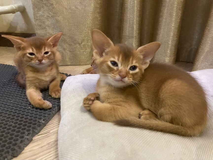 Абиссинские котята