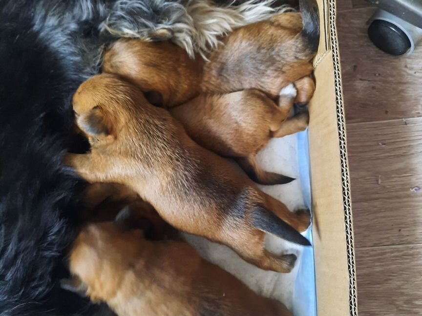 Продам красивых щенков