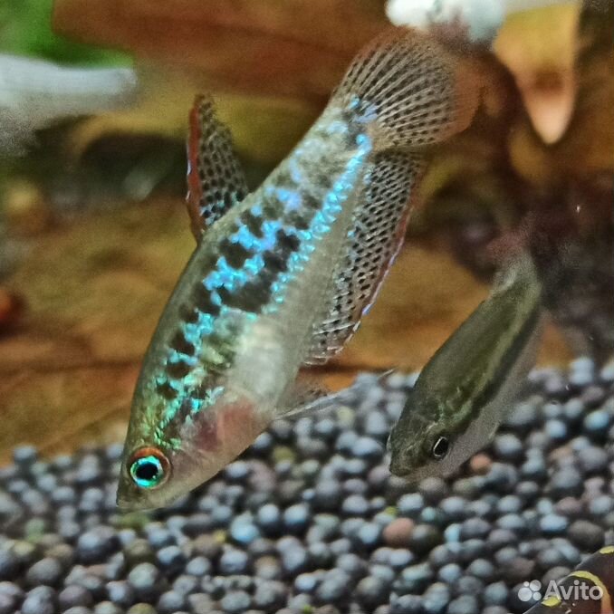 Гурами карликовый Пумила