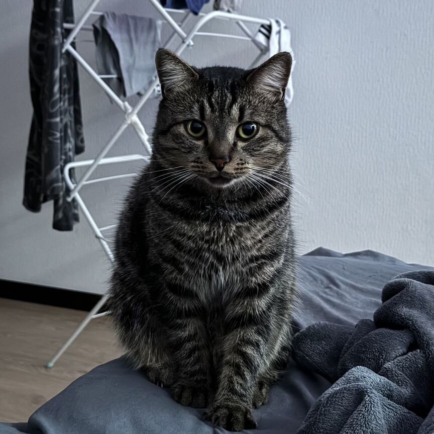 Отдам котика в добрые руки