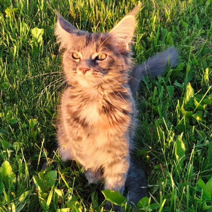 Мейн-кун котёнок