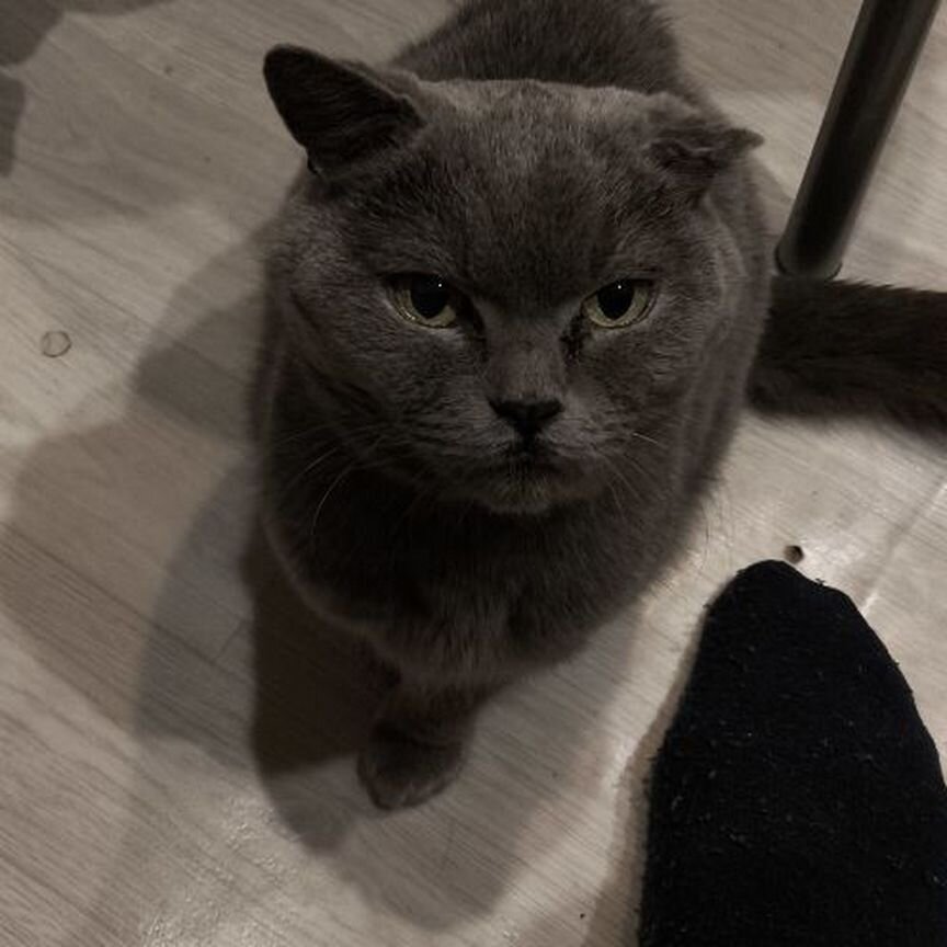 Британская короткошёрстная кошка, взрослая