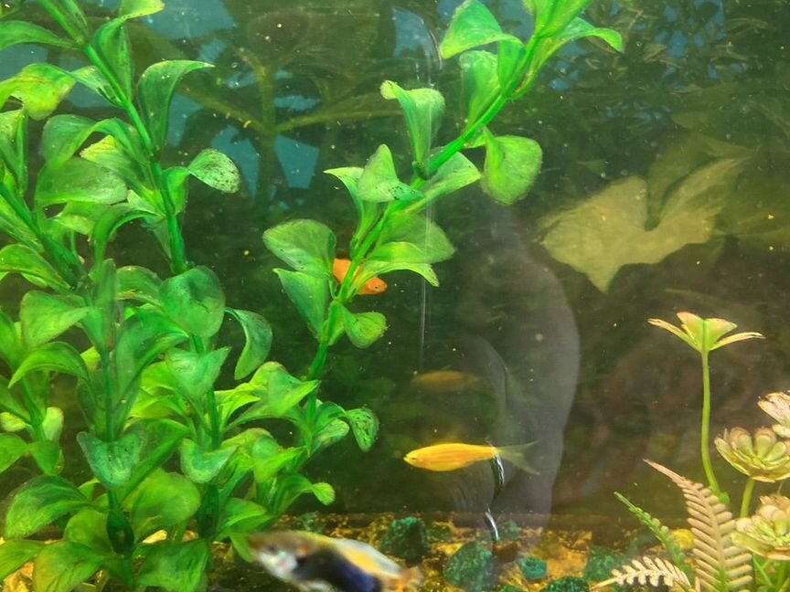 Аквариумные рыбки