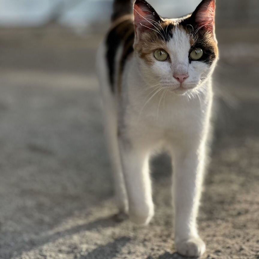 Миниатюрная кошка Ленка