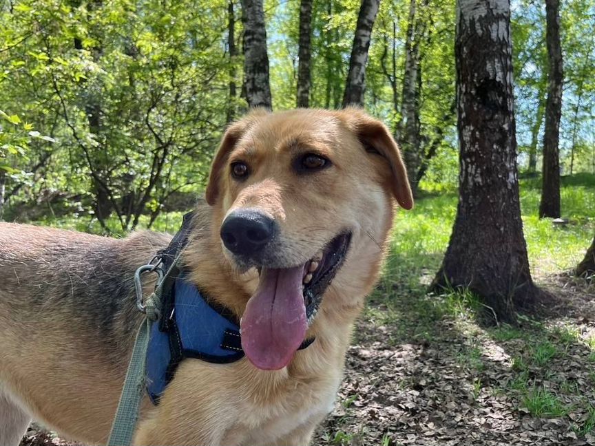 Большая собака из приюта ищет дом