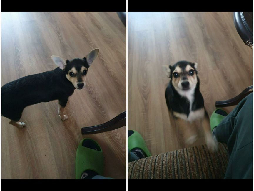 Собака в добрые руки