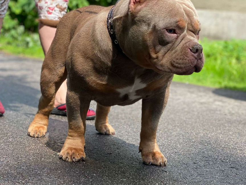 Американский Булли вязка