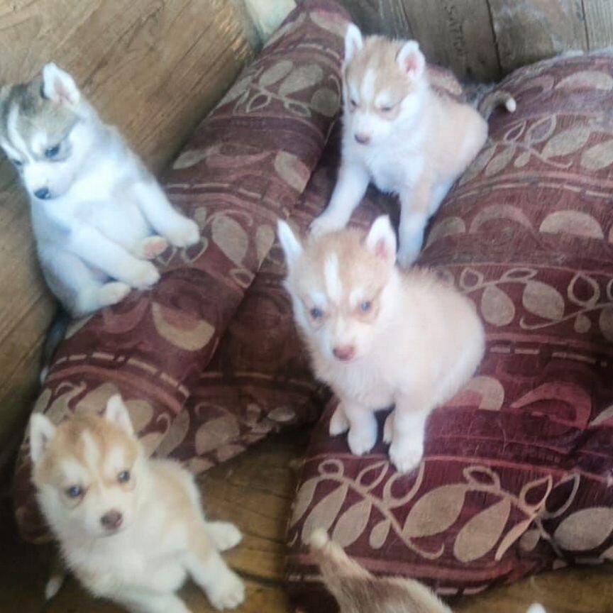 Чистокровные щенки хаски