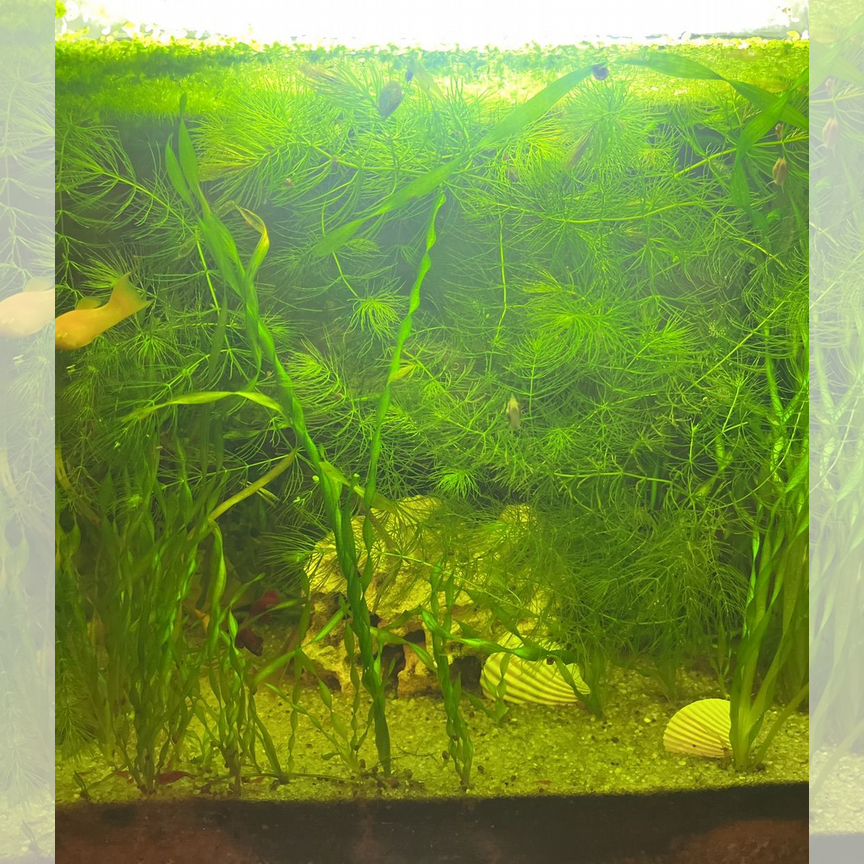 Улитки аквариумные