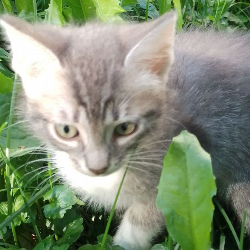 Котенок в добрые руки