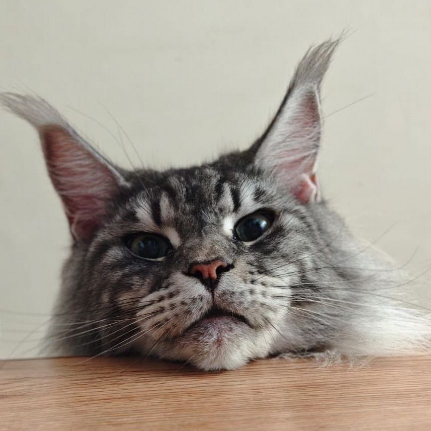 Мейн-кун, взрослая кошка