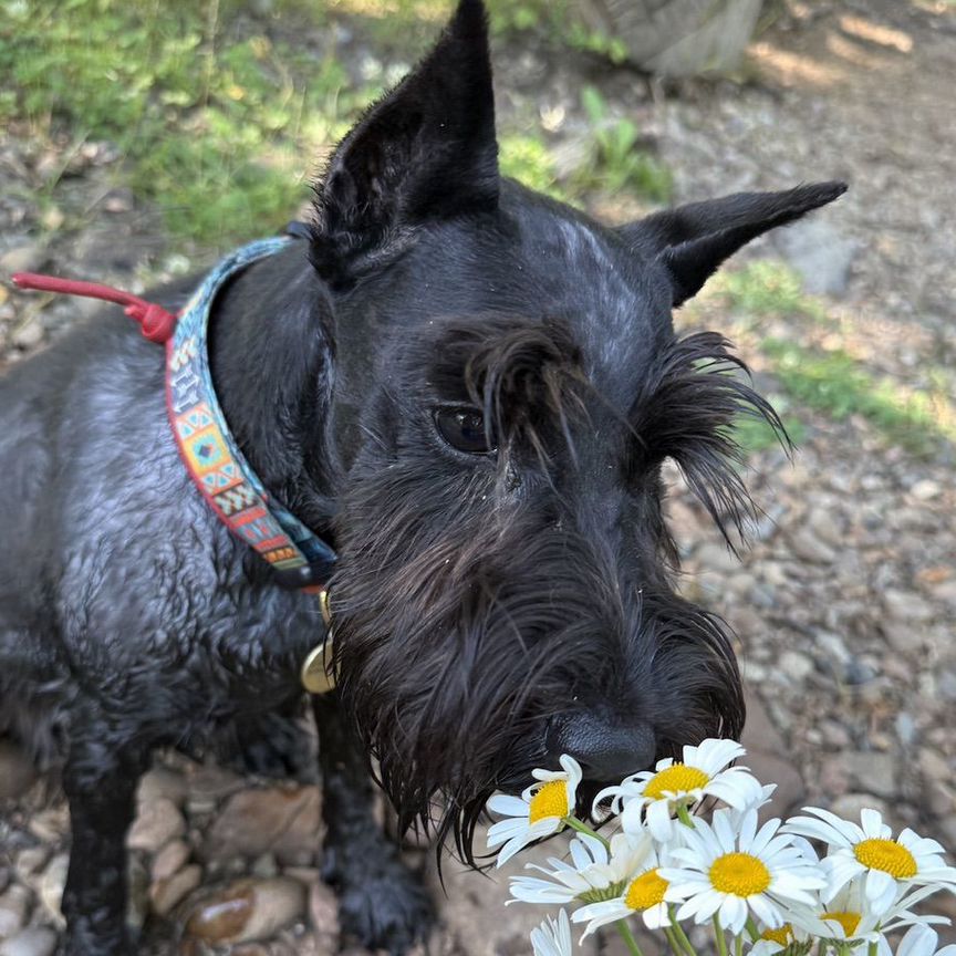 Цвергшнауцер, взрослая собака