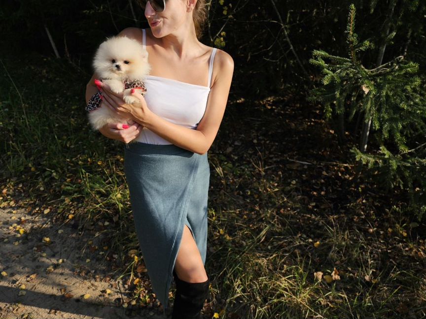 Шпиц. Читайте описание в объявлении