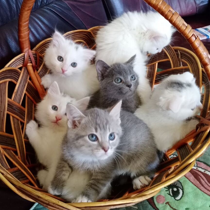 Котята метисы бенгальская и шотландская
