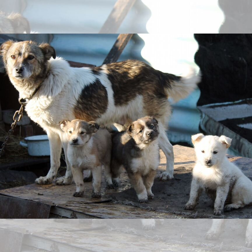 Щенки дворовые