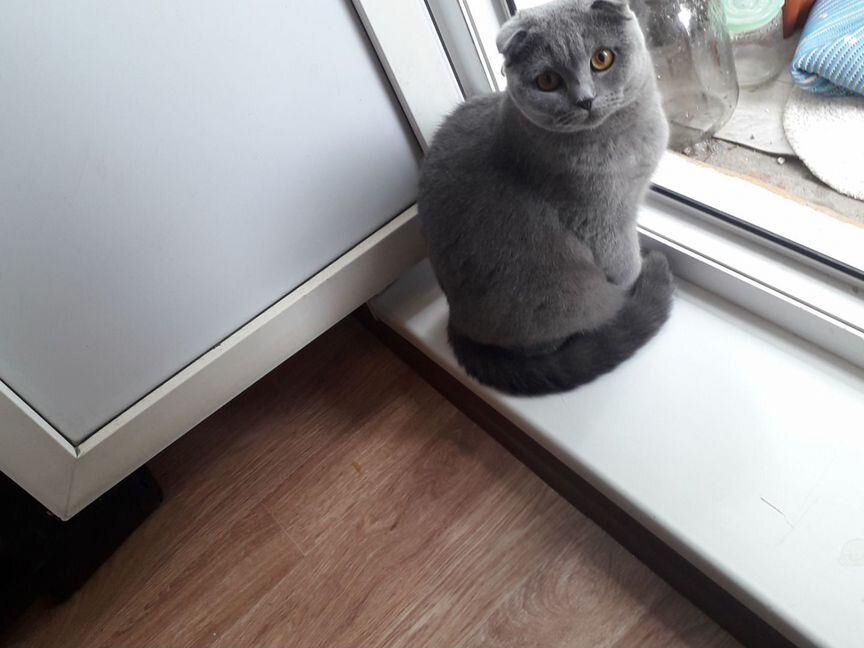 Британская.вислоухая.чистокровная.кошка