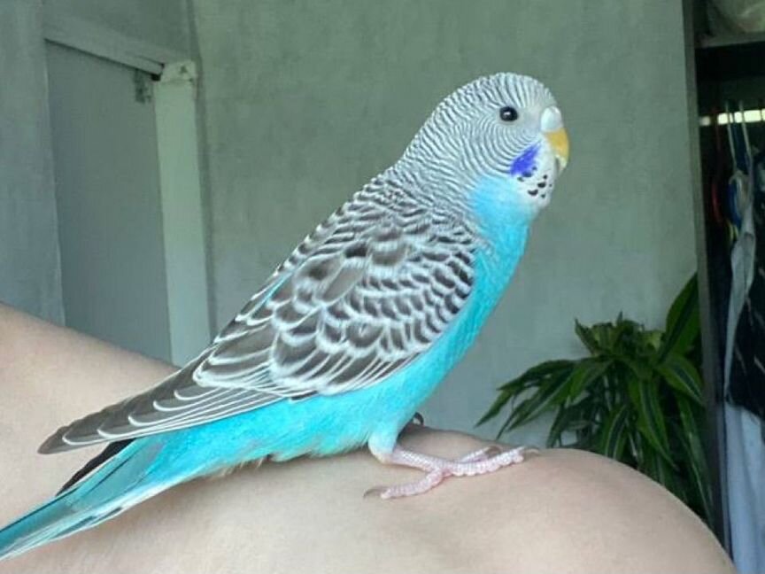 Волнистый попугай ручной