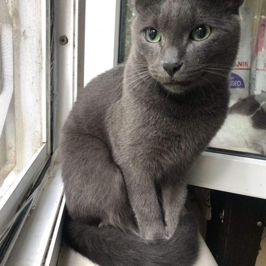 Молодой кот голубого окраса