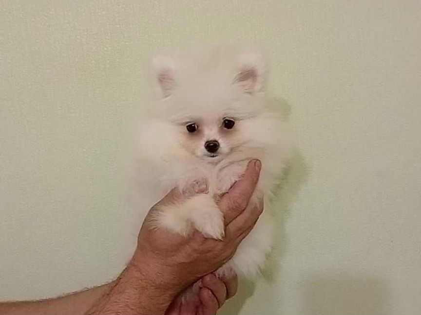 Померанский той шпиц девочка