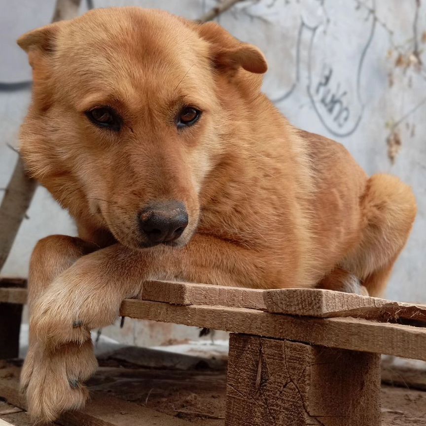 Взрослая собака в добрые руки